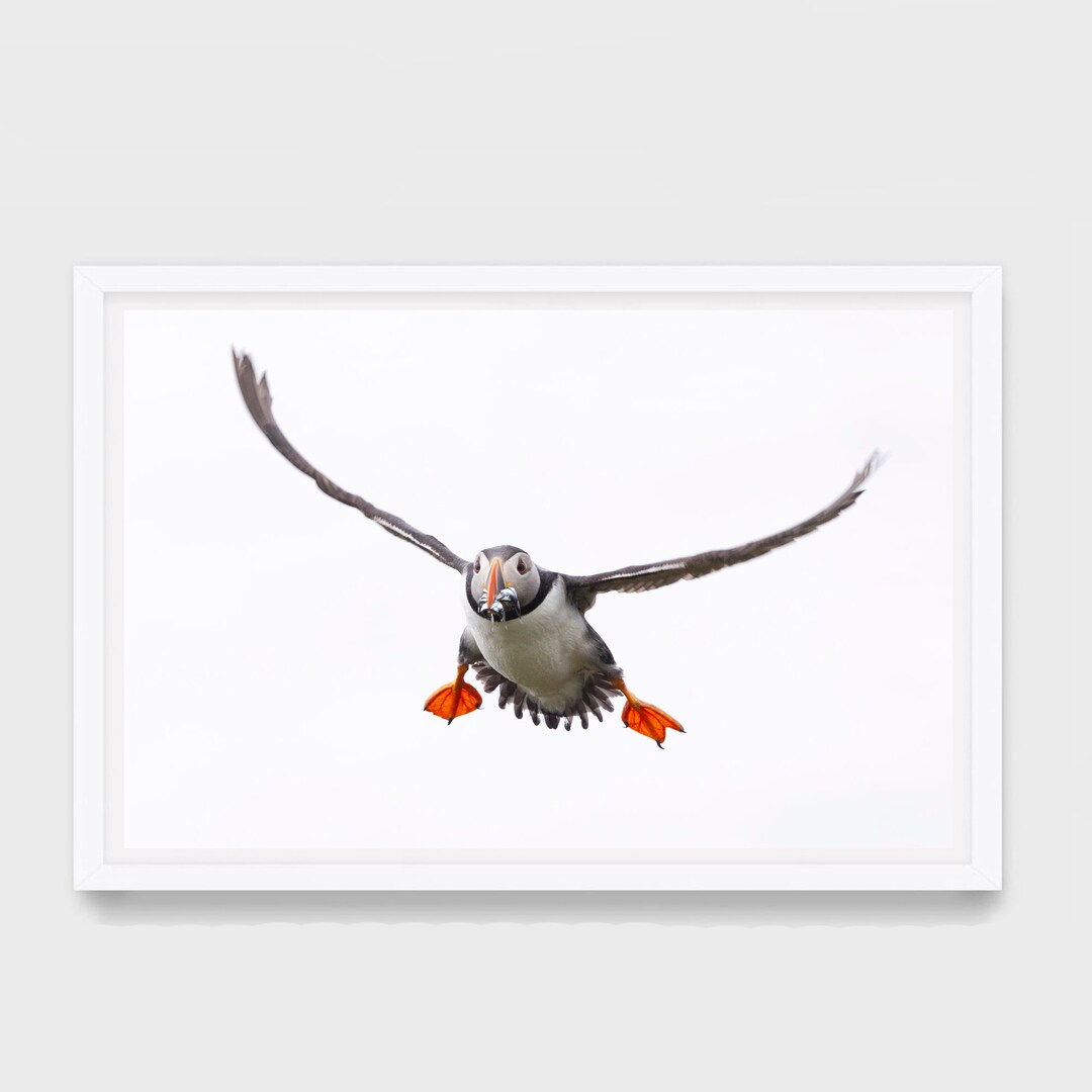 Puffin in Flight, Puffins, Puffin Photo, Bird Photography, Puffin ...