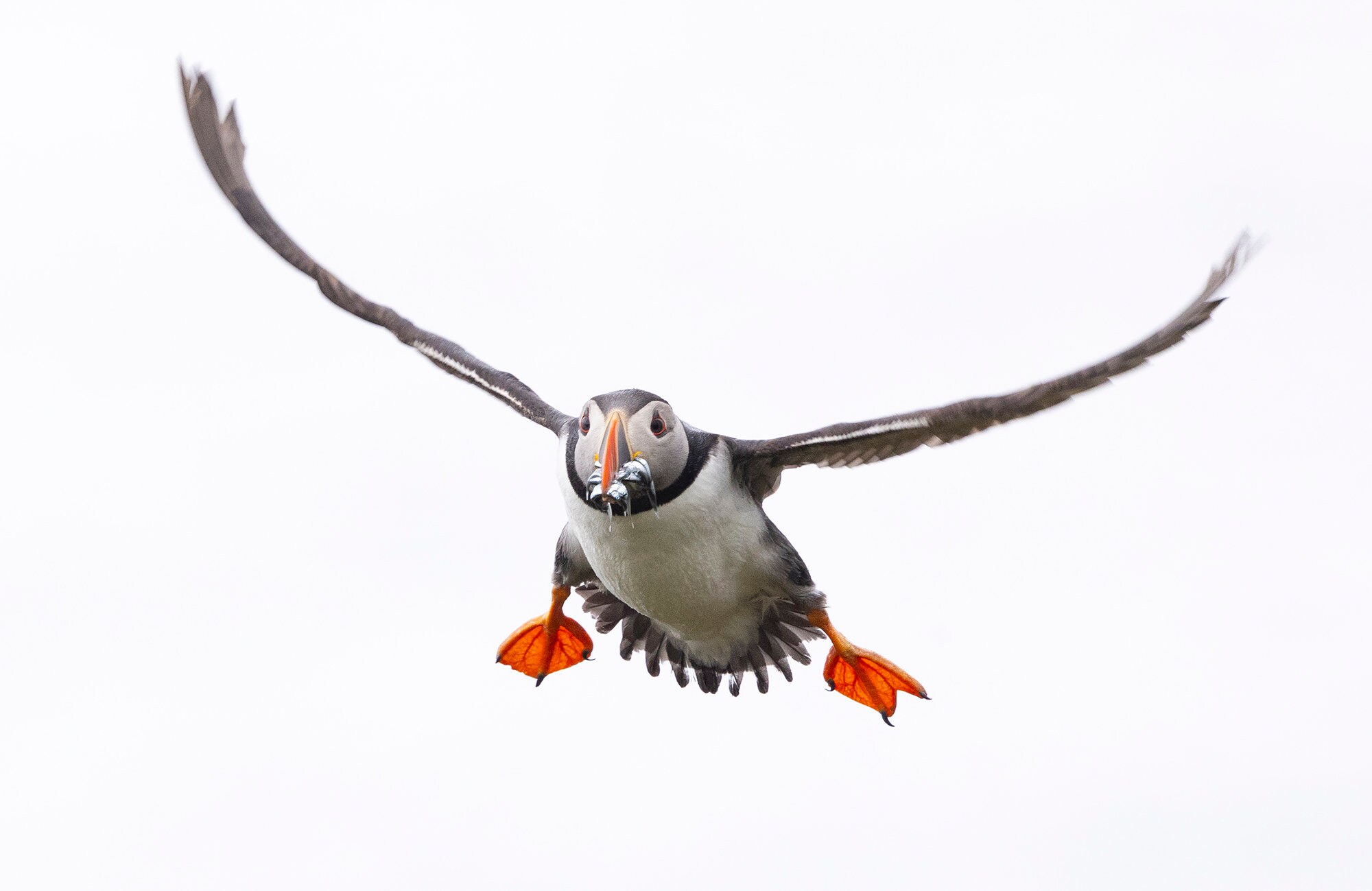 Puffin in Flight, Puffins, Puffin Photo, Bird Photography, Puffin ...