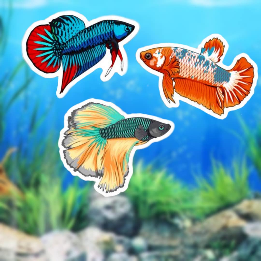 Betta Fish Stickers 3 Pack 3 Matte Vinyl Stickers, Waterproof, UV ...