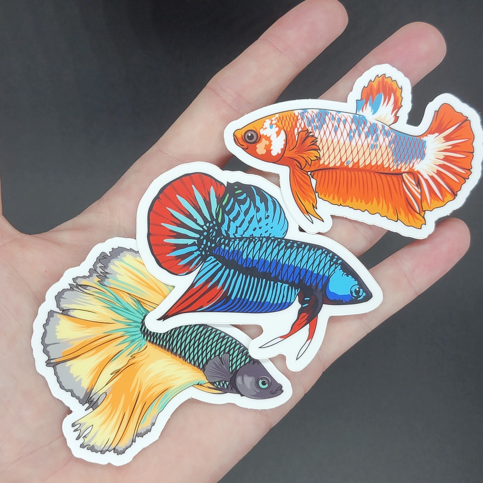 Betta Fish Stickers 3 Pack 3 Matte Vinyl Stickers - Etsy