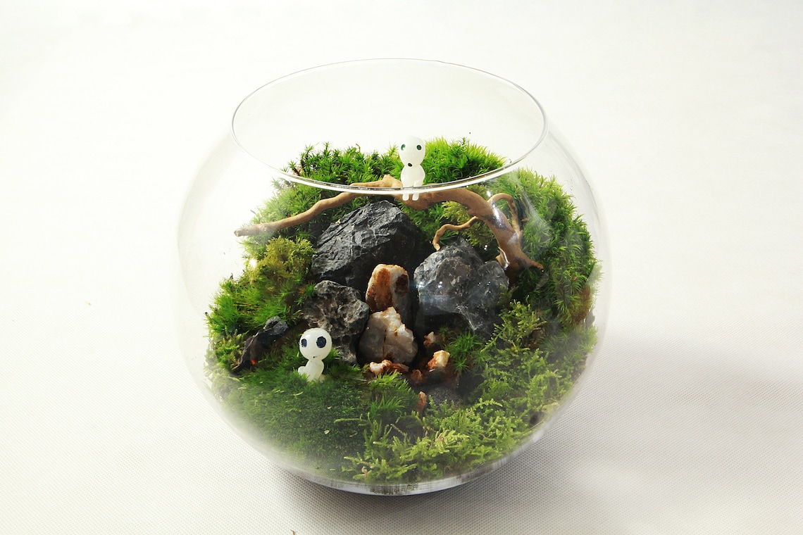 Vorgefertigte live Moos Terrarium Komplette Zusammensetzung | Etsy