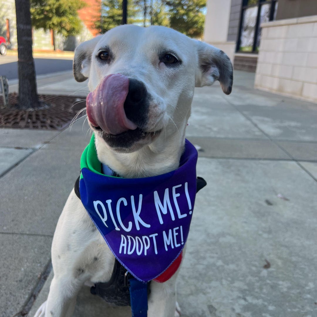 Pick Me! Adopt Me! Dog Bandana – Attention Grabbing Rescue Pet Adoption ...