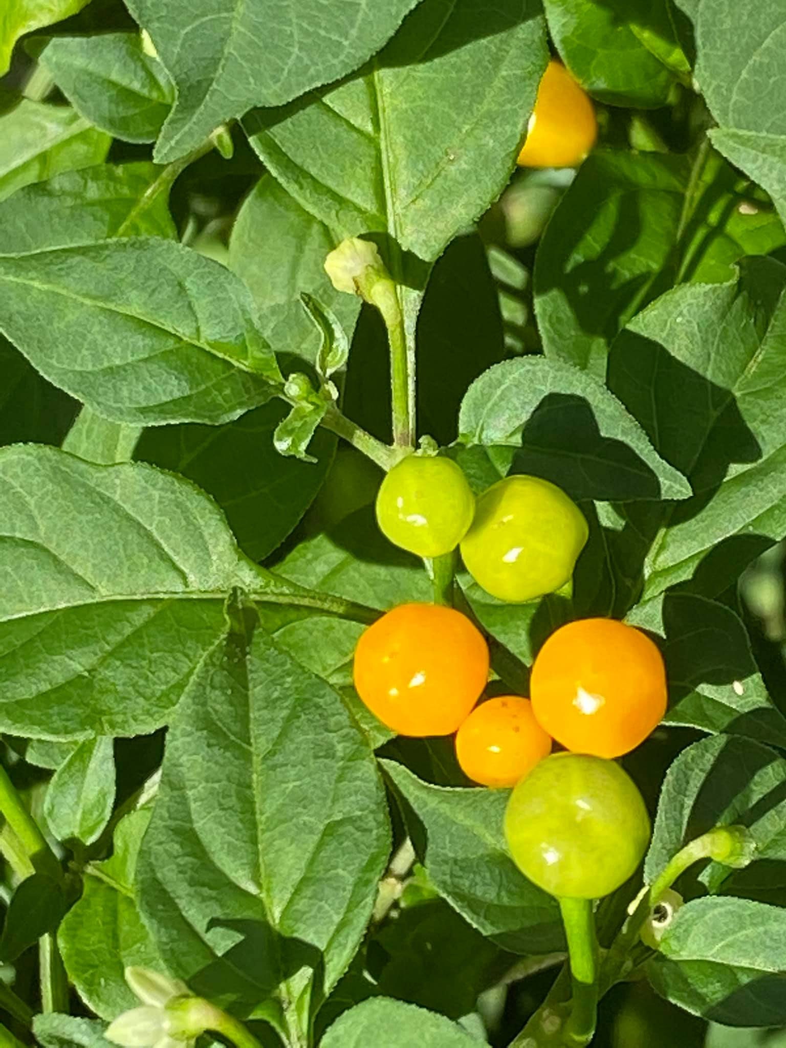 Fresh Aji Charapita Fresh Premium Peruvian Hot Peppers | Etsy