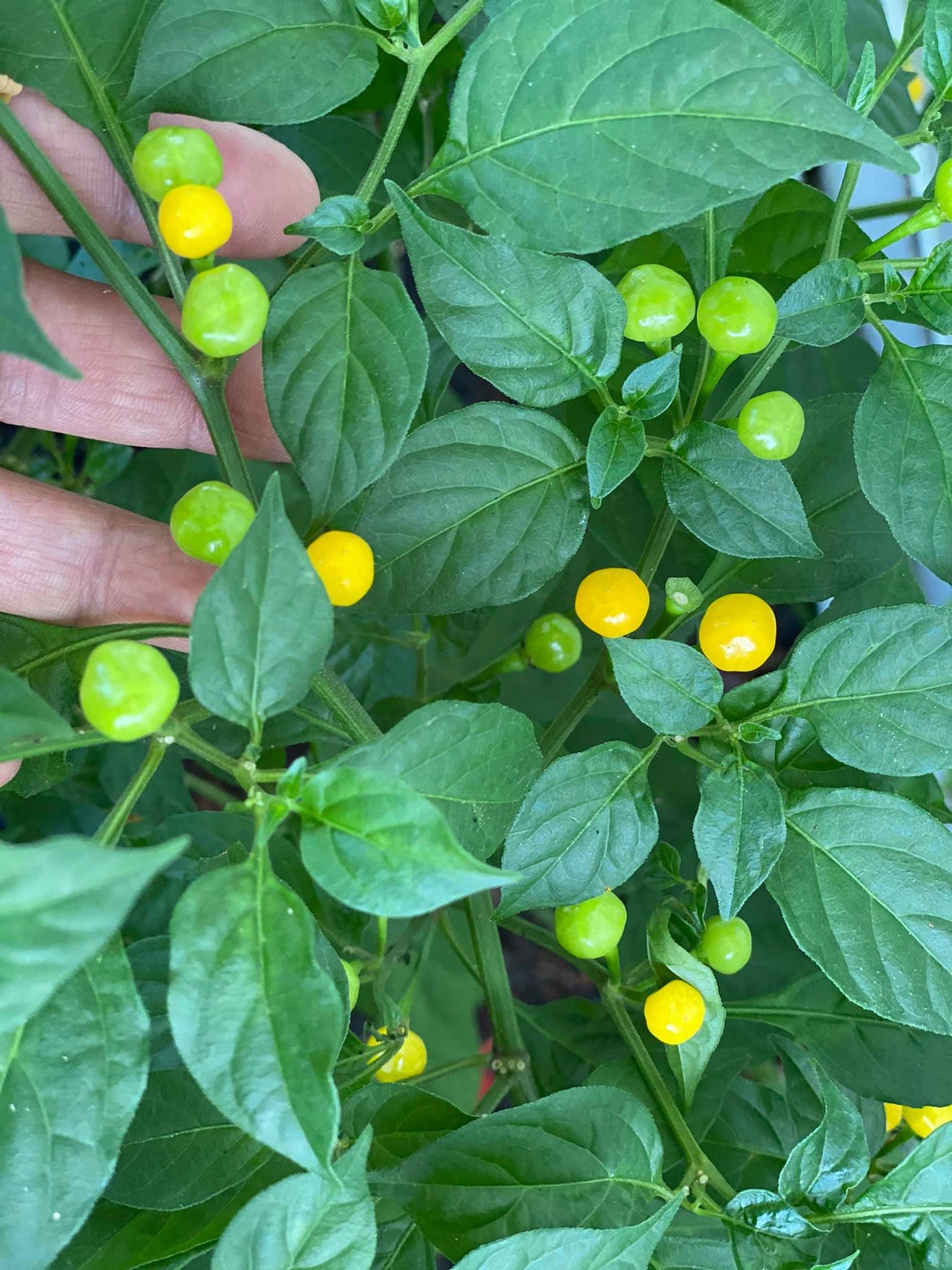 Fresh Aji Charapita Fresh Premium Peruvian Hot Peppers | Etsy