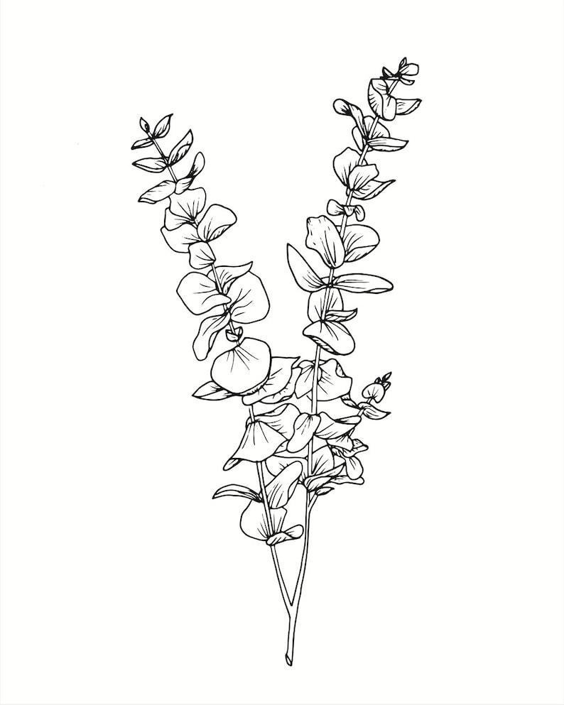 Eucalyptus | Stem | Fine Line Art | Digital Download | EPS | Vector Art ...