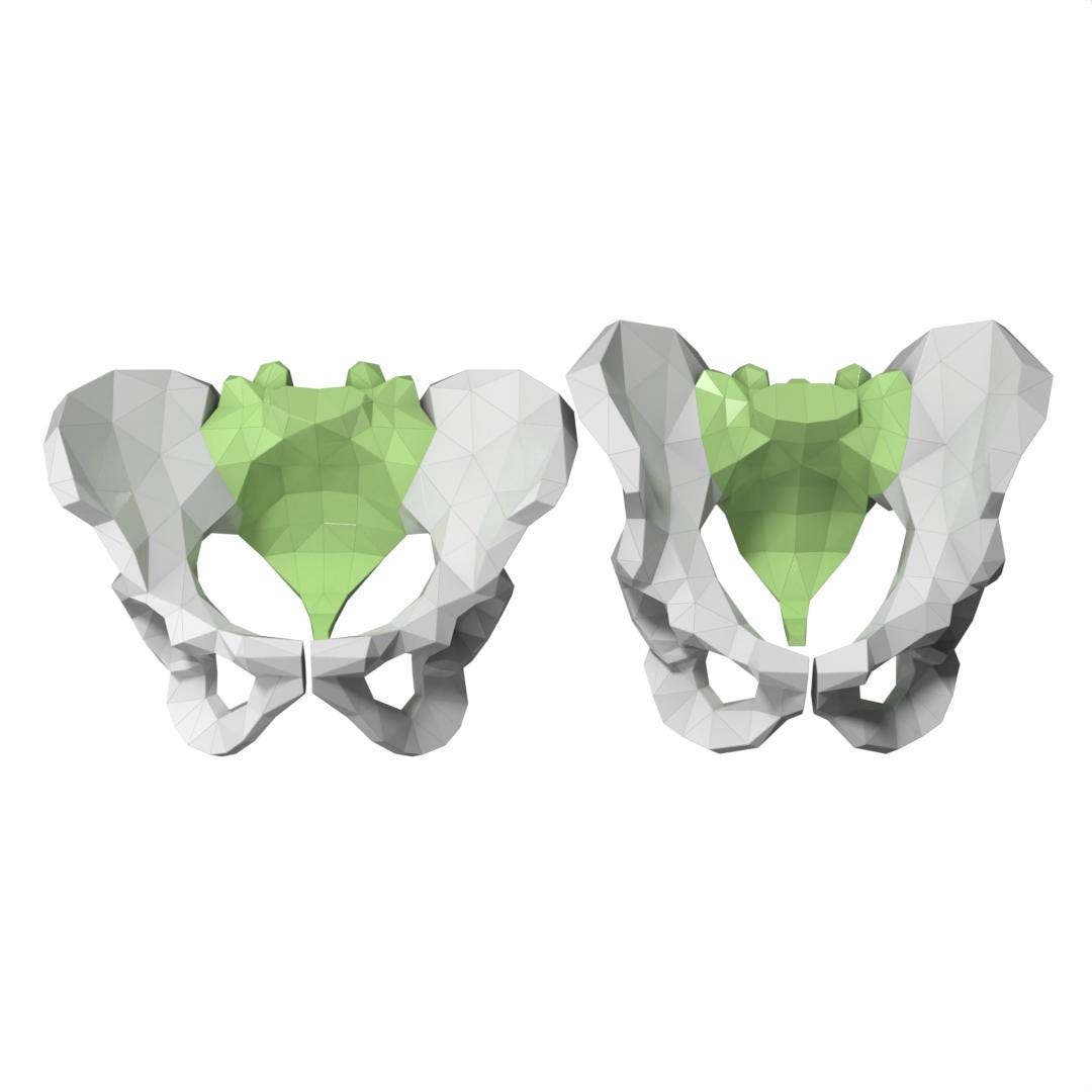 Human Man and Woman Pelvis Paper Sculpture,pdf Template,handmade ...