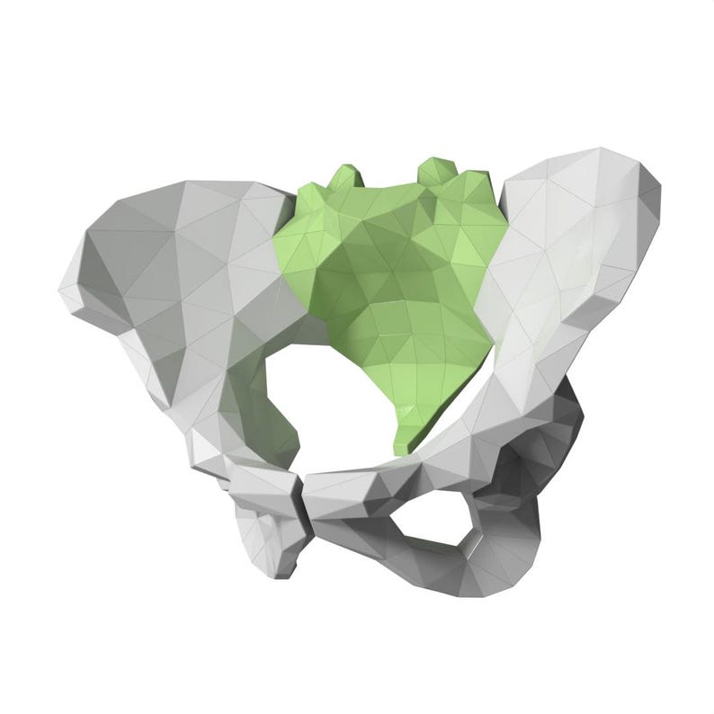 Human Man and Woman Pelvis Paper Sculpture,pdf Template,handmade ...