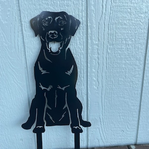 Labrador Retriever, Lab, Golden Retriever, Chocolate Lab, Rusty Lab ...