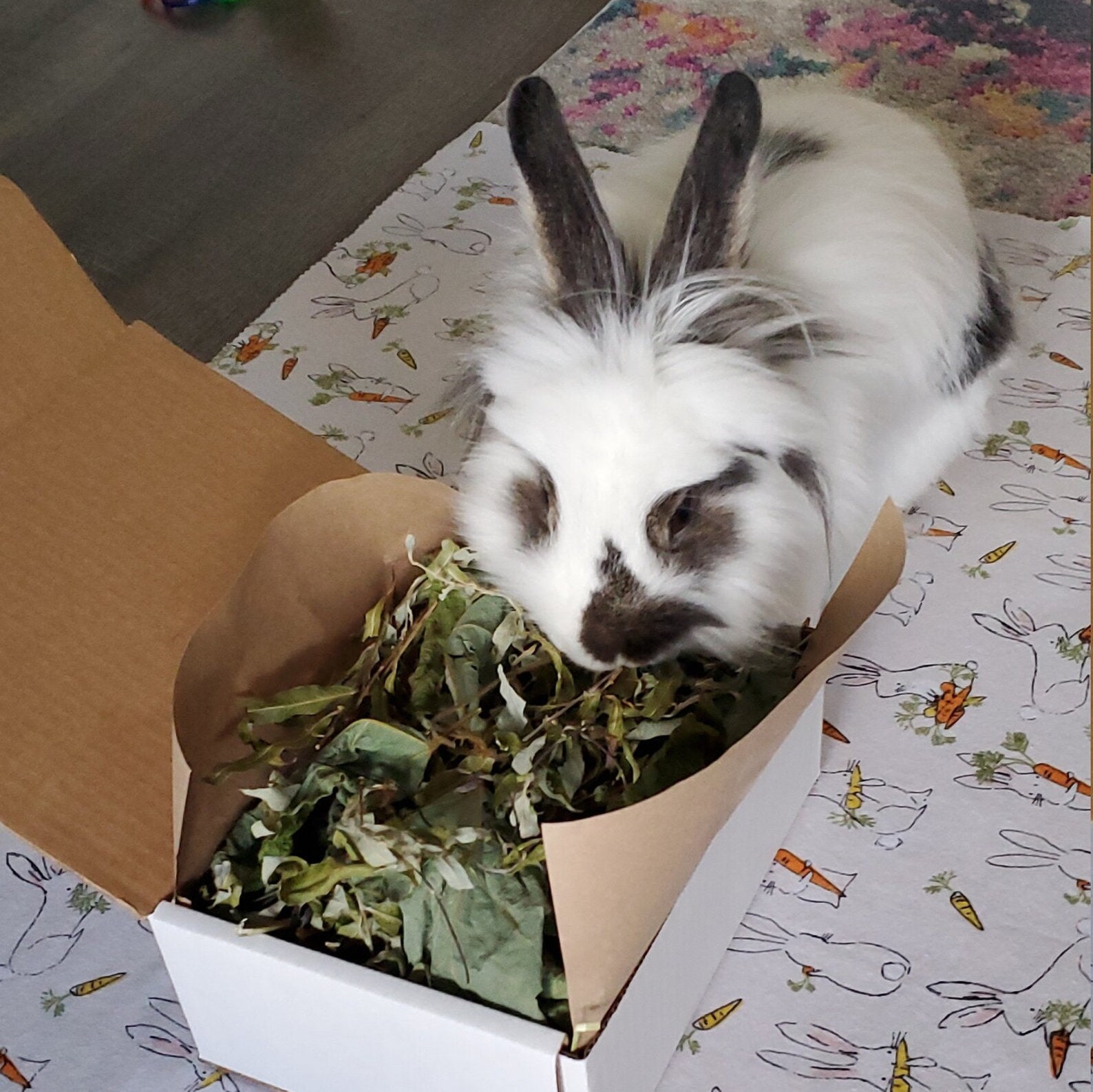 Bunny Rabbit Forage Snack Box Rabbit Enrichment Blend | Etsy