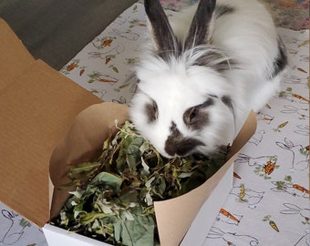 Winter Blend Bunny Forage Snack Box, Rabbit Enrichment Blend, Includes ...