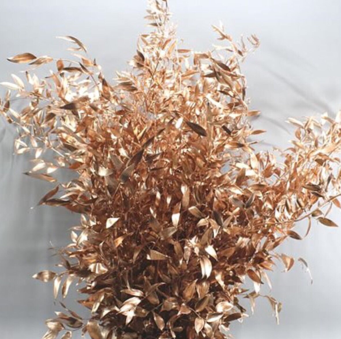 Beaucoup de couleurs ont préservé le ruscus italien pour la - Etsy Canada