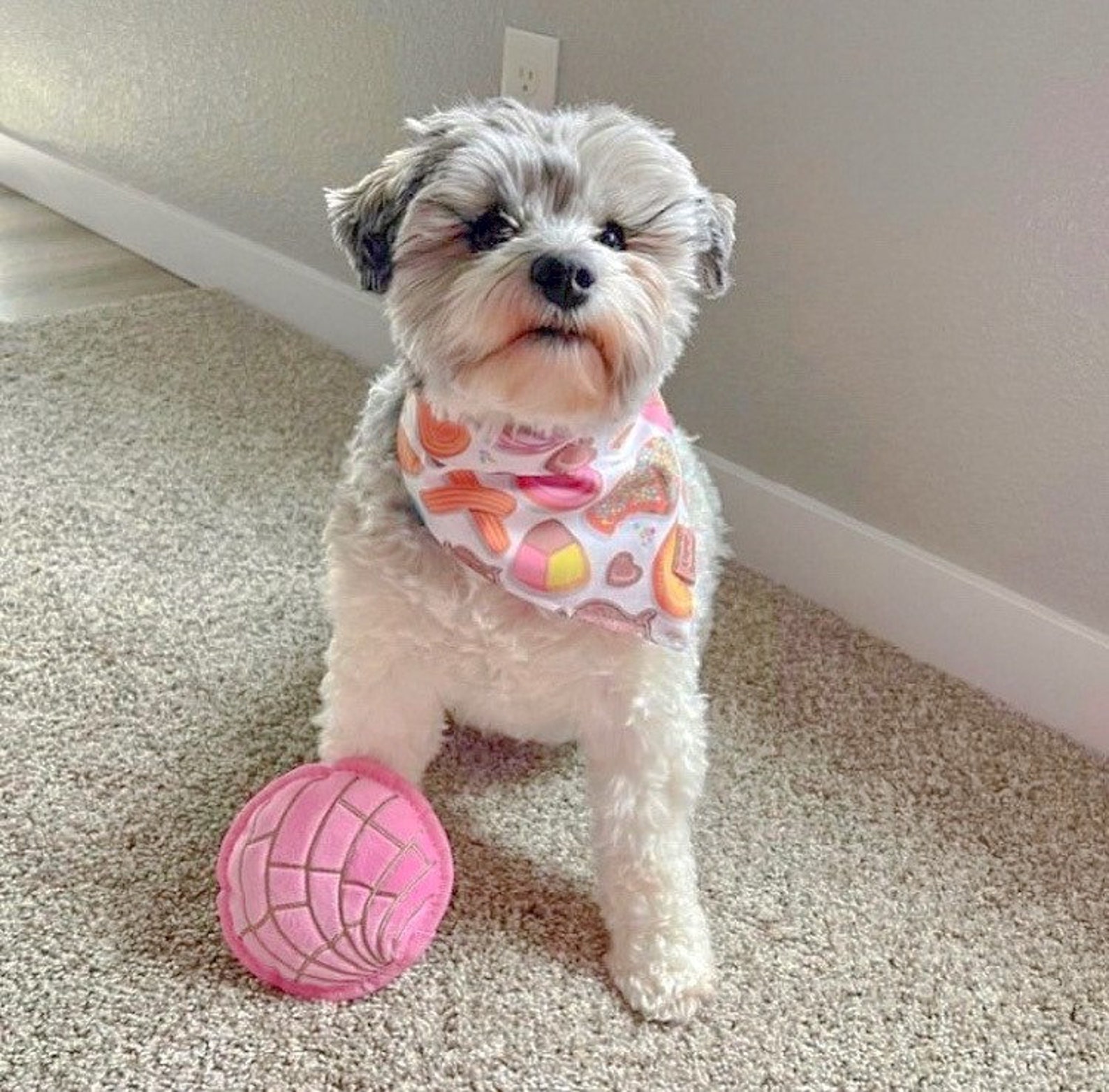 Concha Dog Squeaky Toy, Concha Toy, Mexican Sweet Bread Toy ...