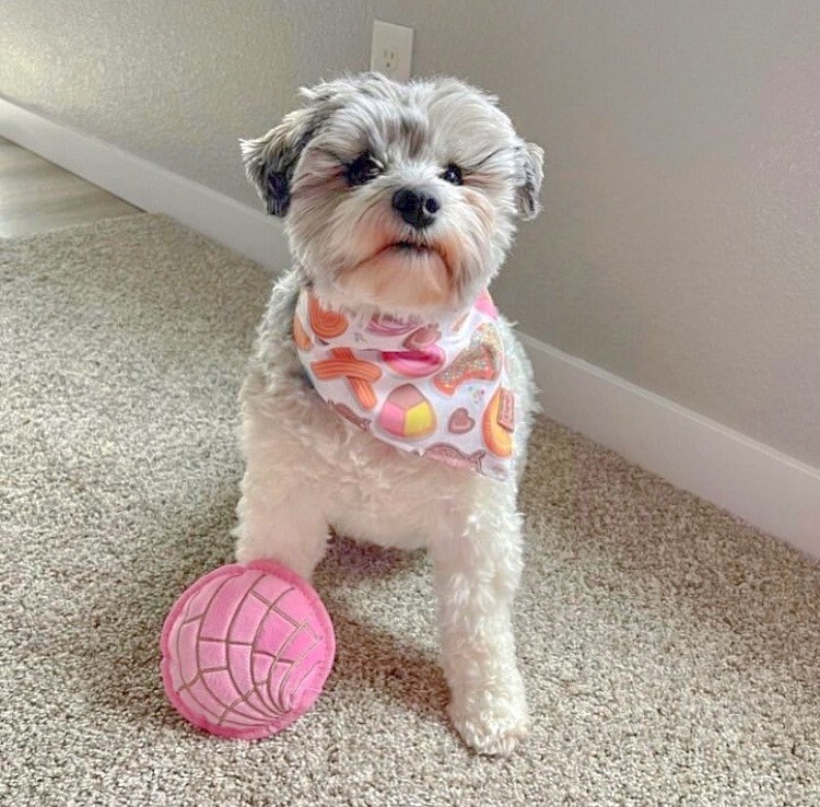 Concha Dog Squeaky Toy, Concha Toy, Mexican Sweet Bread Toy ...