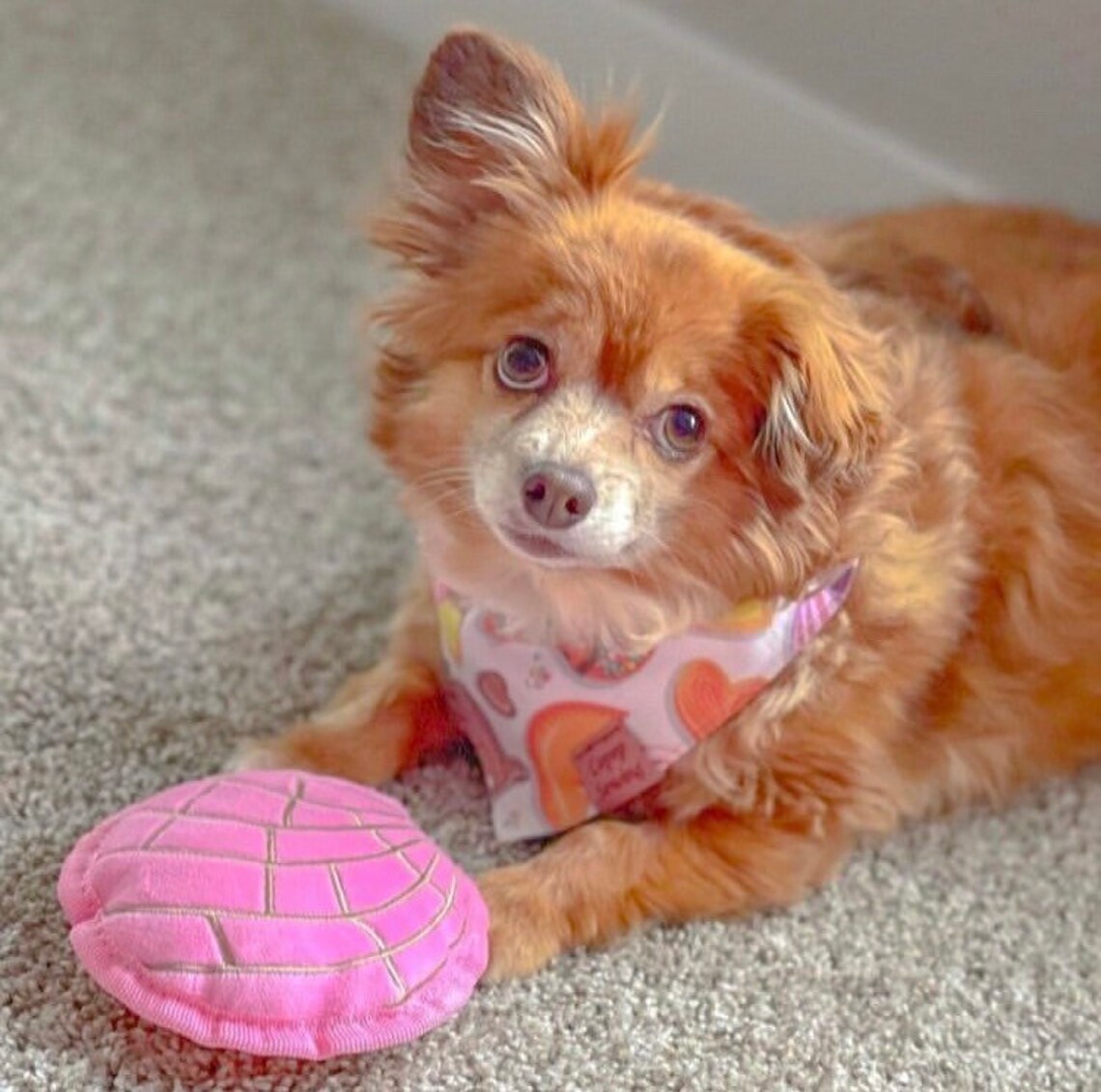 Concha Dog Squeaky Toy, Concha Toy, Mexican Sweet Bread Toy ...