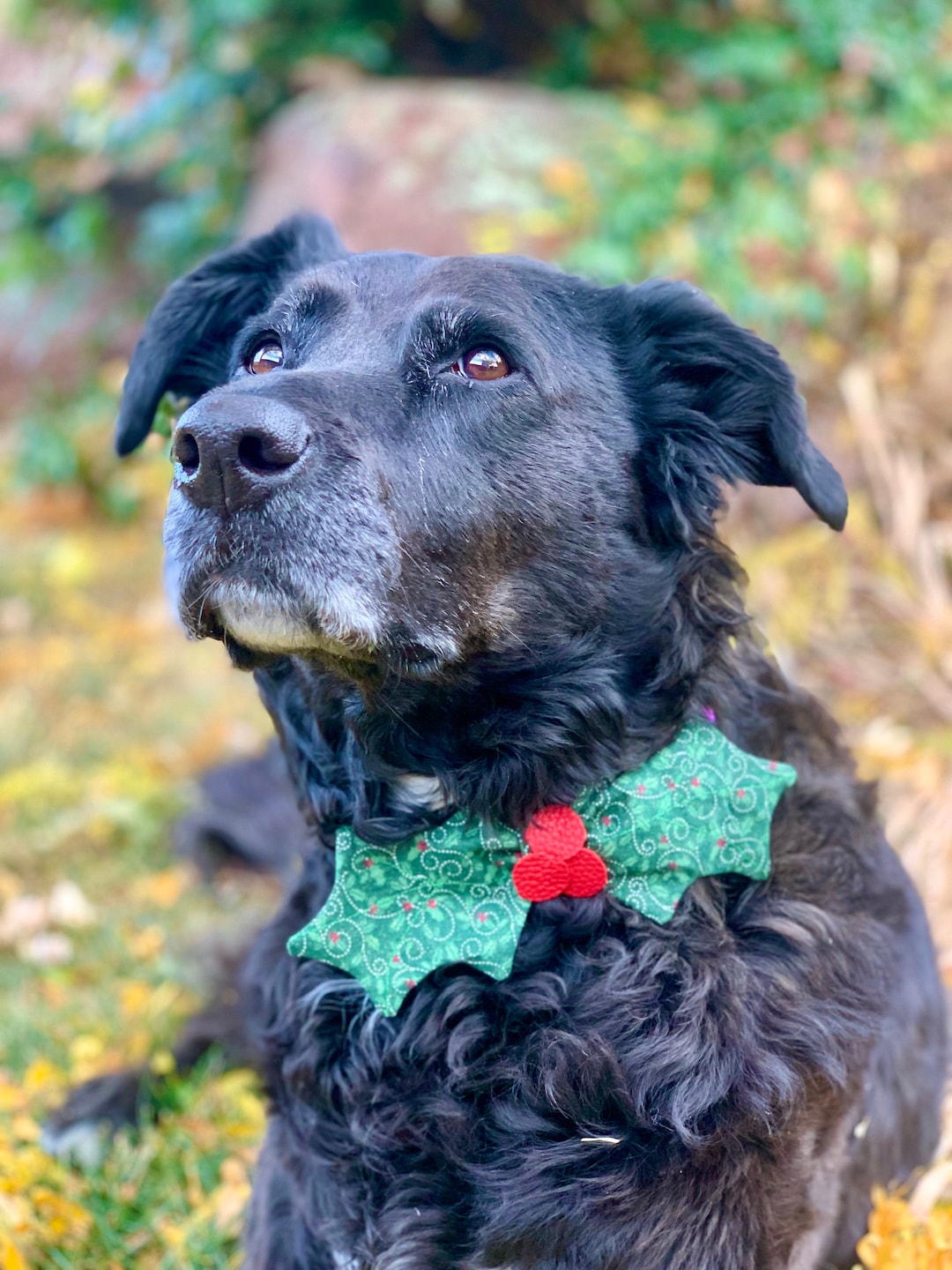 Christmas Holly-day Dog Bow Tie / Red & Green Holiday Pet Accessories ...