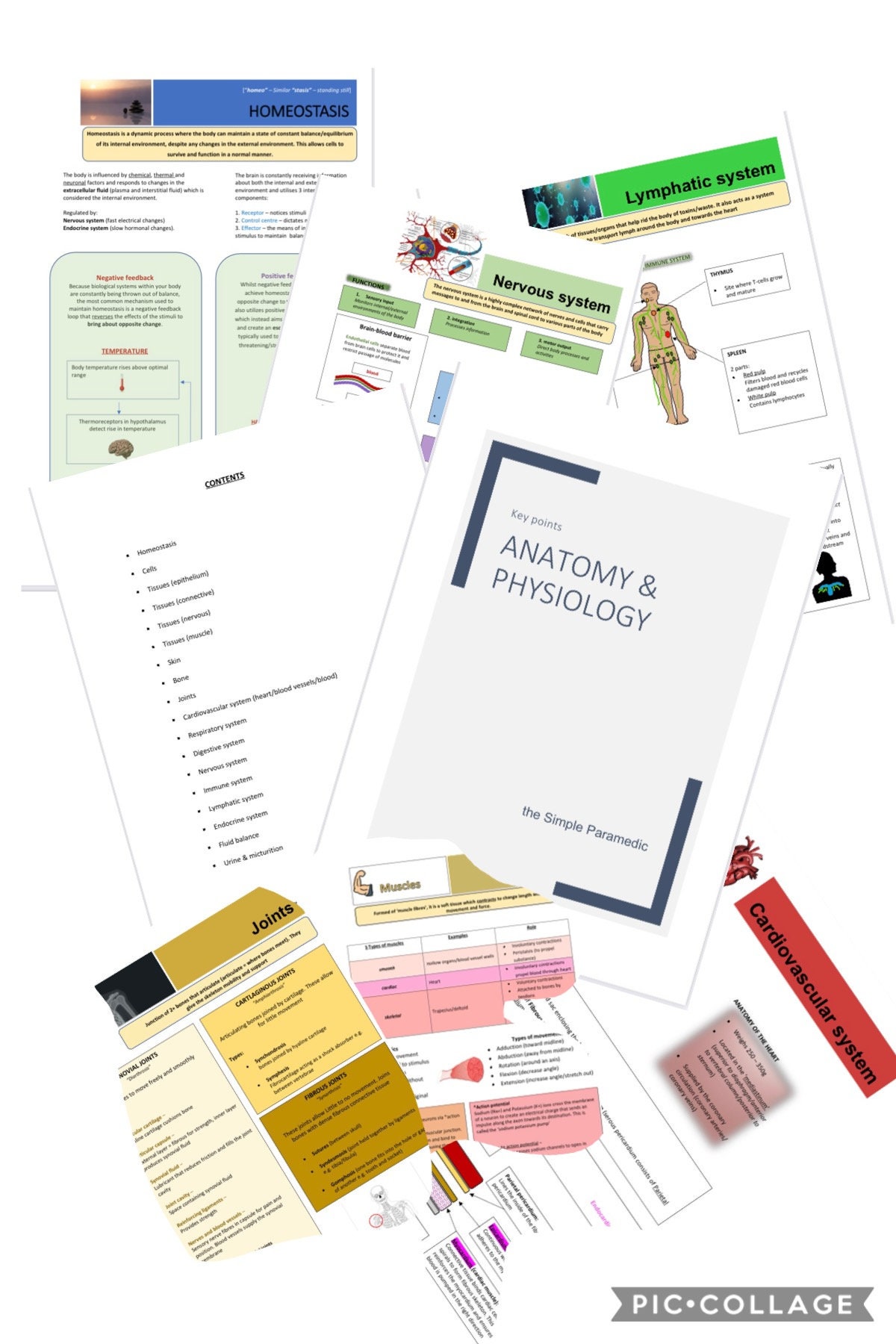 PHYSIOLOGY NOTES Printable - DIGITAL Note Papers - University Human ...