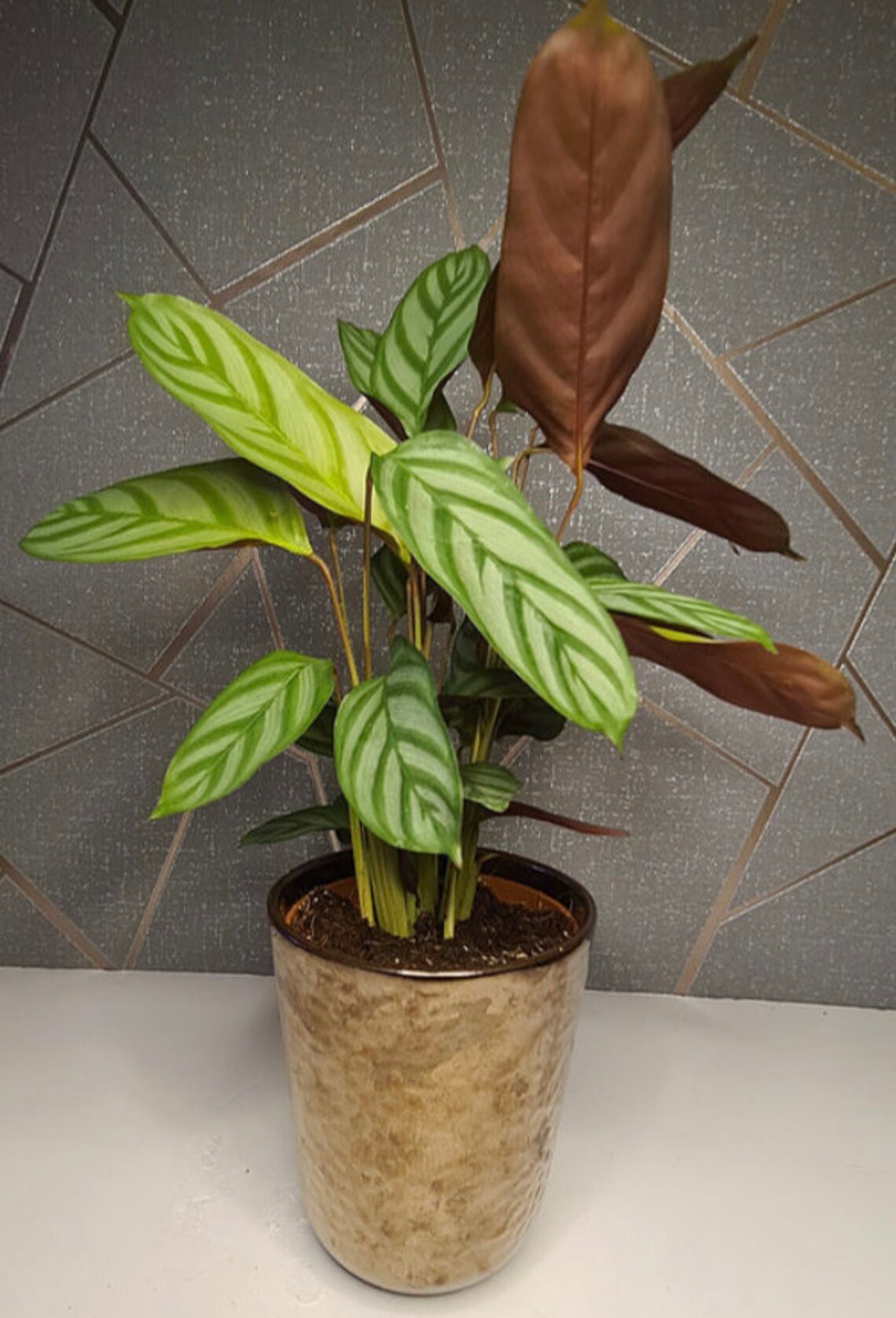 Calathea Setosa House Plant in a 12cm Pot. Prayer Plant | Etsy