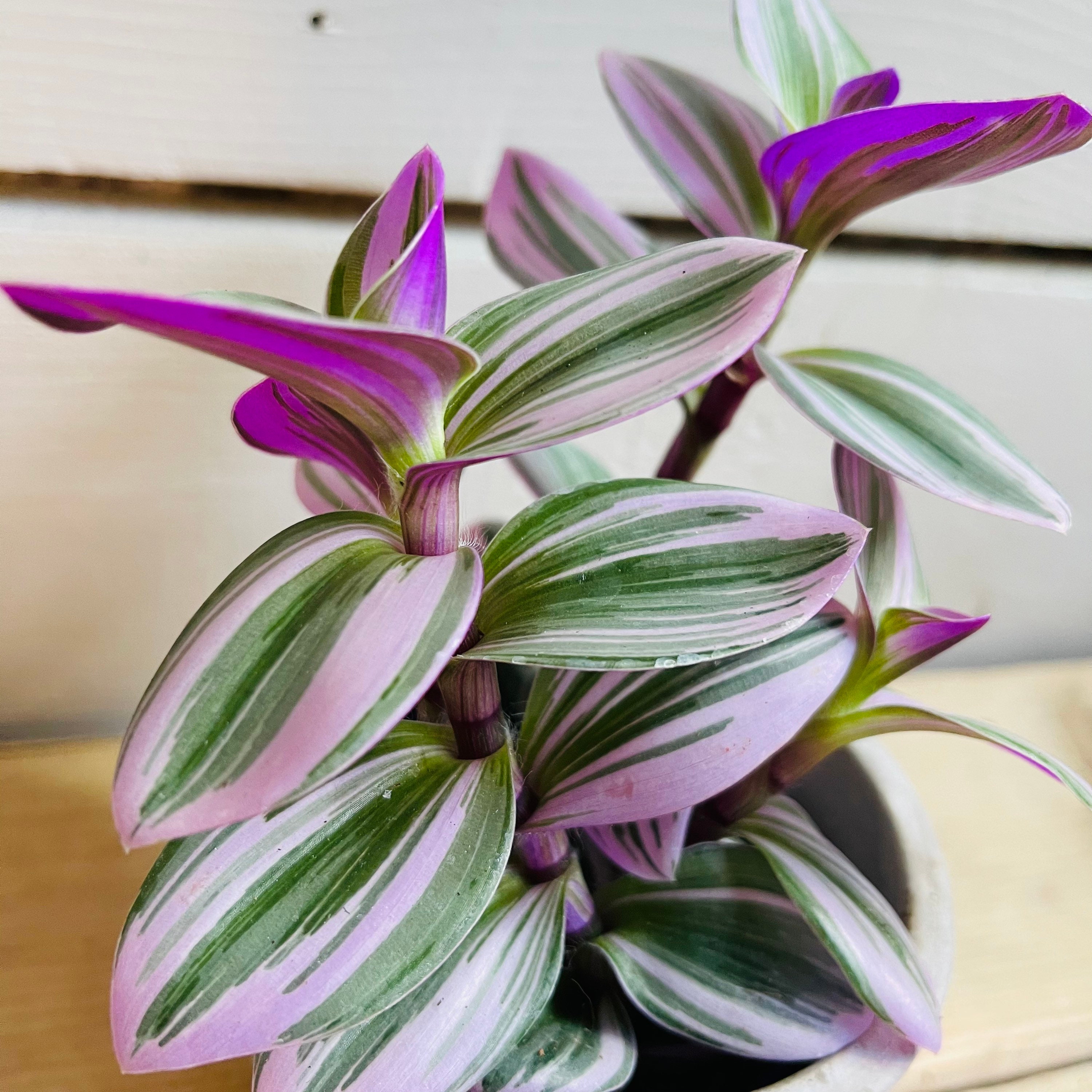 Tradescantia Nanouk Bare Root - Etsy UK