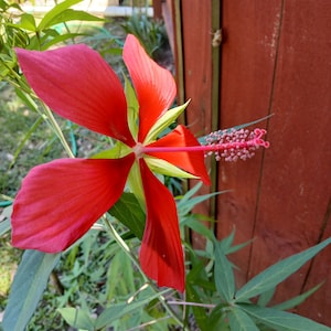 30- Red Texas Star Hibiscus Seeds - Etsy