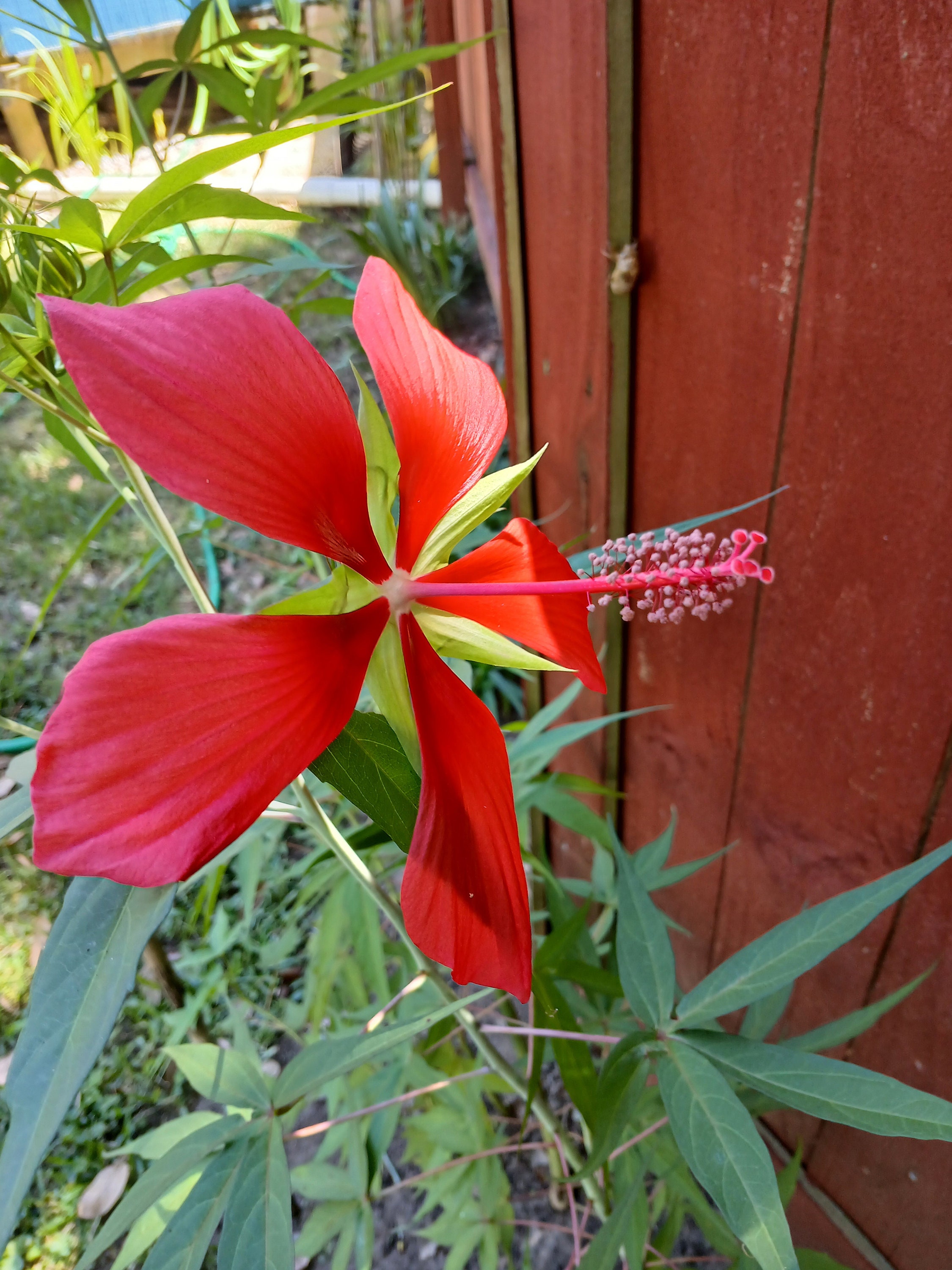 30- Red Texas Star Hibiscus Seeds - Etsy