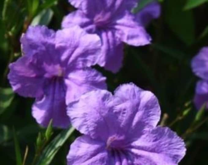 Ruellia Mexican Petunia - Etsy