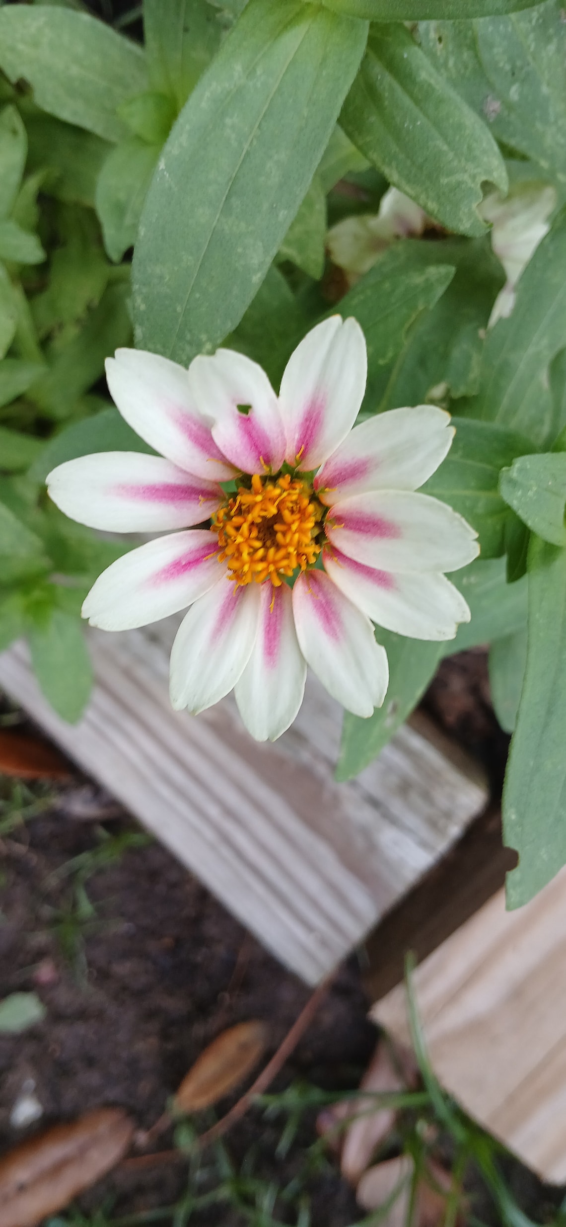 25 Zahara Starlight Rose Zinna Seeds - Etsy