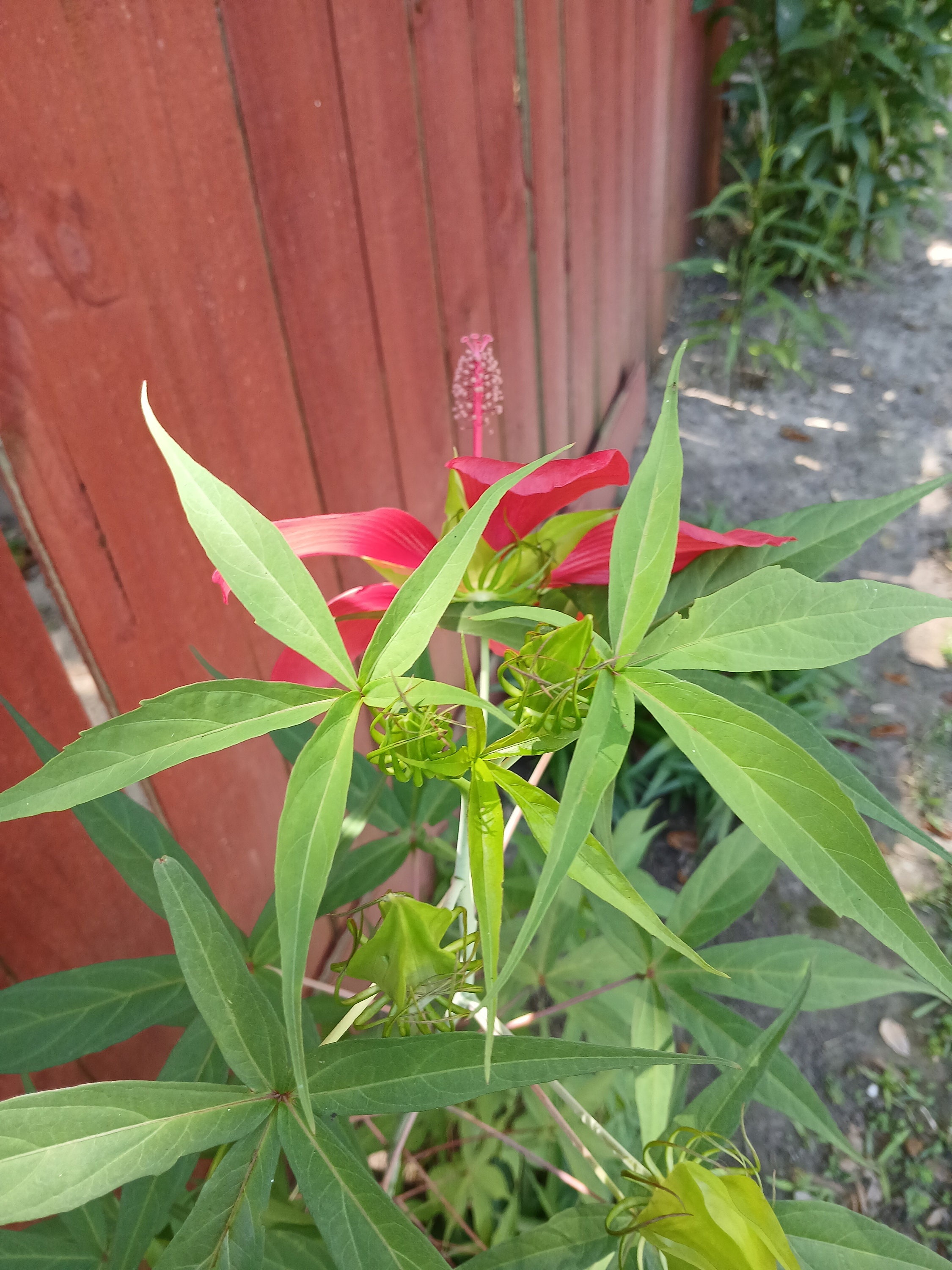 30- Red Texas Star Hibiscus Seeds - Etsy