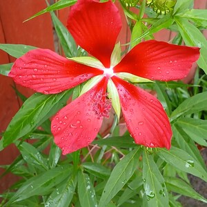 30- Red Texas Star Hibiscus Seeds - Etsy