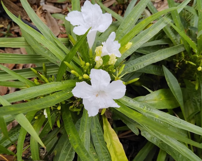 10- Dwarf White Mexican Petunia Plants Bare Root Seedlings. - Etsy