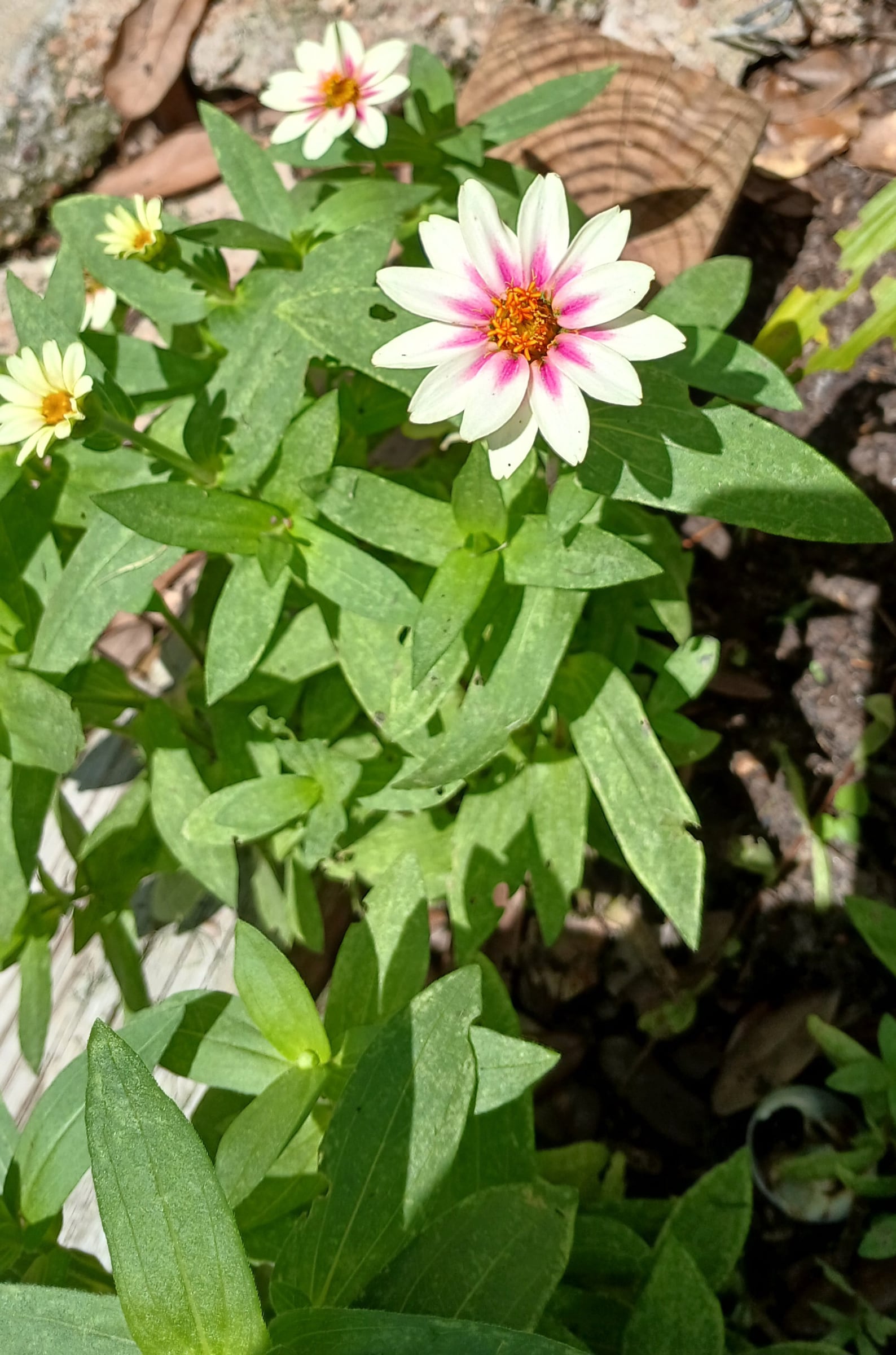 25 Zahara Starlight Rose Zinna Seeds - Etsy