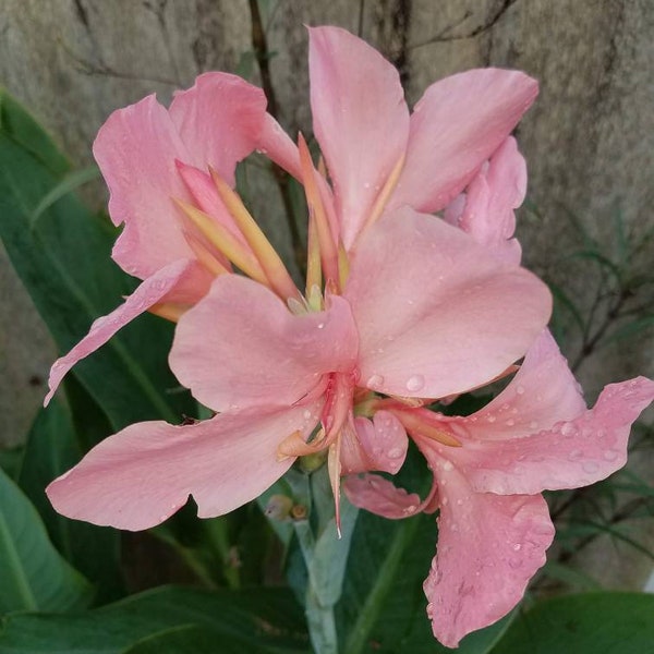 Pink Canna Lily - Etsy