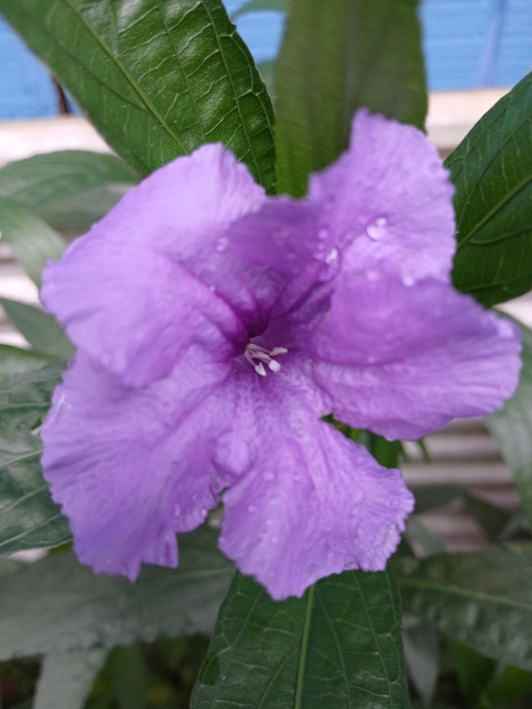 100 - Tall Purple Mexican Petunia Seeds. Ruellia Brittoniana - Etsy
