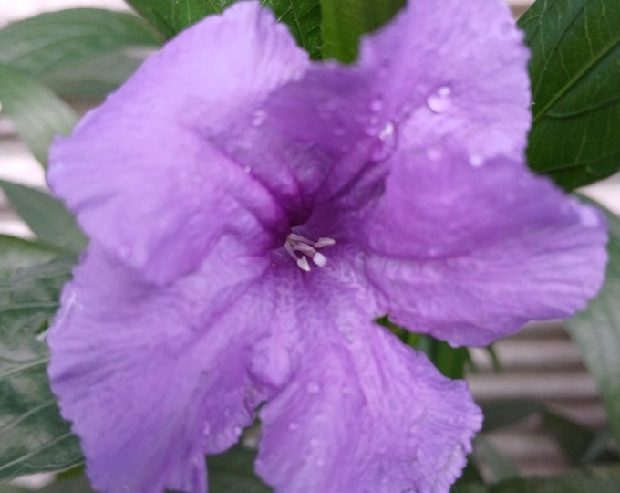 100 - Tall Purple Mexican Petunia Seeds. Ruellia Brittoniana - Etsy