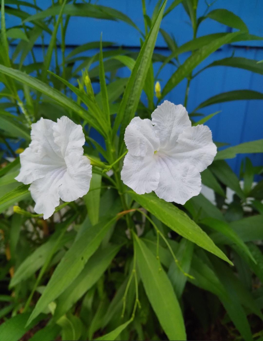 6- Tall White Mexican Petunia Bare Root Plants - Etsy