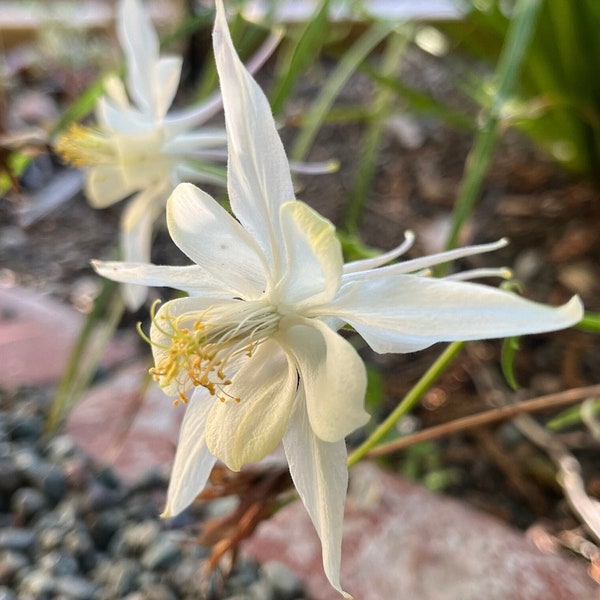 White Columbine - Etsy