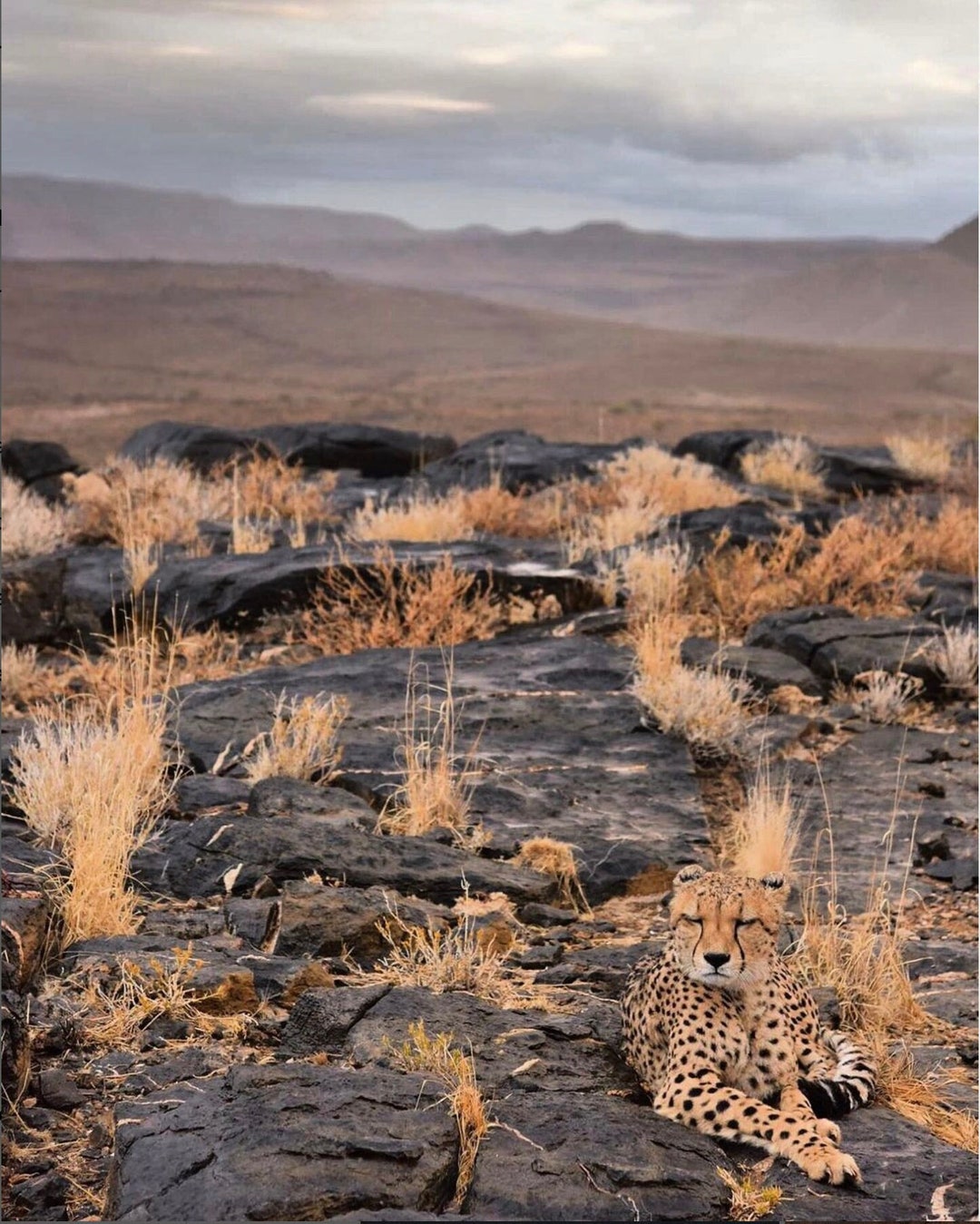 Landscape & Wildlife (portrait) Photography - Etsy