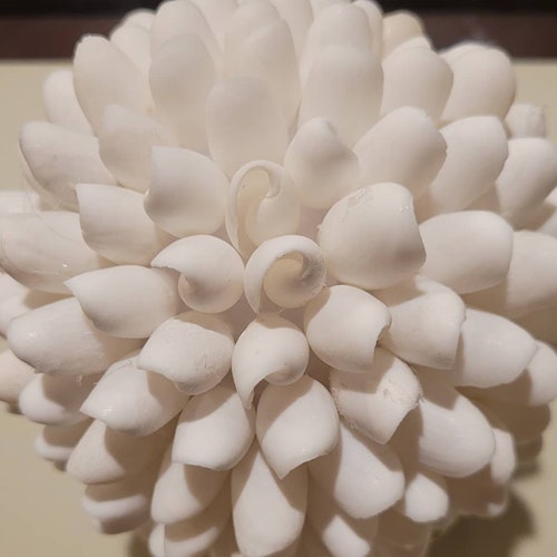 Sea Shell Ball Table Décor Shell Ball Beach Décor Sea | Etsy