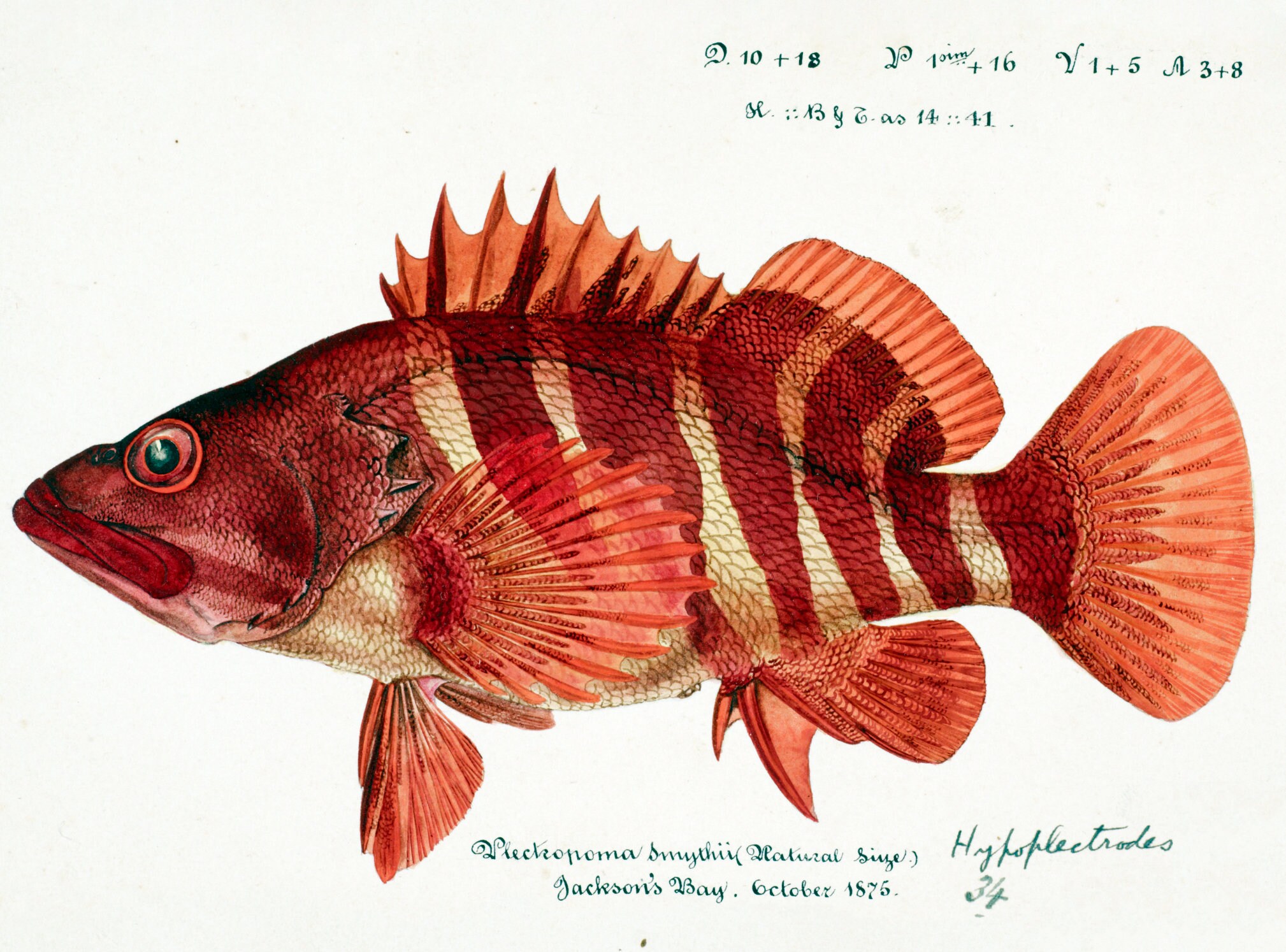 Strawberry Grouper. Antique Scientific Watercolor and Pencil ...