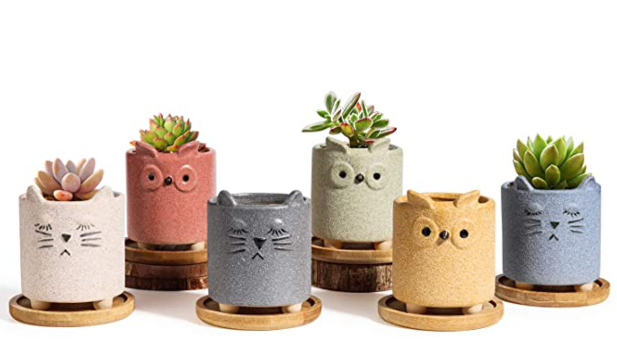 Beautiful Ceramic Succulent Cat Faces Pots for Indoors and - Etsy