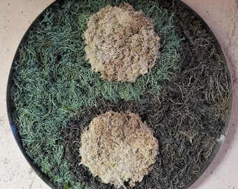 Unique Moss Wall Art Moss Wall Art Framed Black 36 X - Etsy