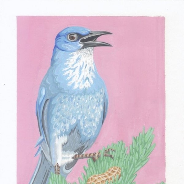Blue Jay Art - Etsy