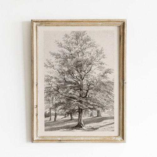 Printable Square Tree Sketch Tree Drawing Art Print Vintage - Etsy