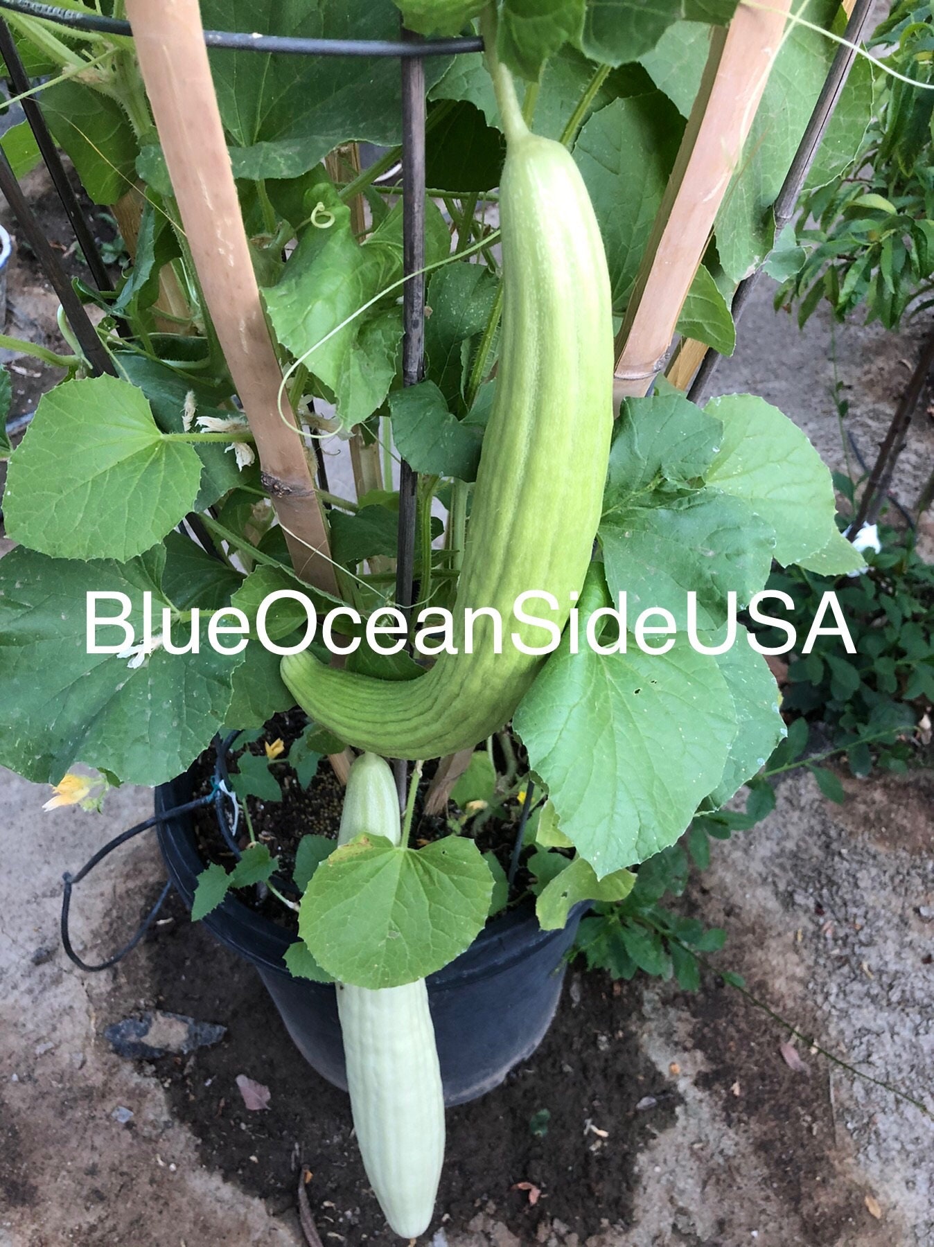 Armenian Cucumber Snake Melon Yard Long Cucumber. From My | Etsy