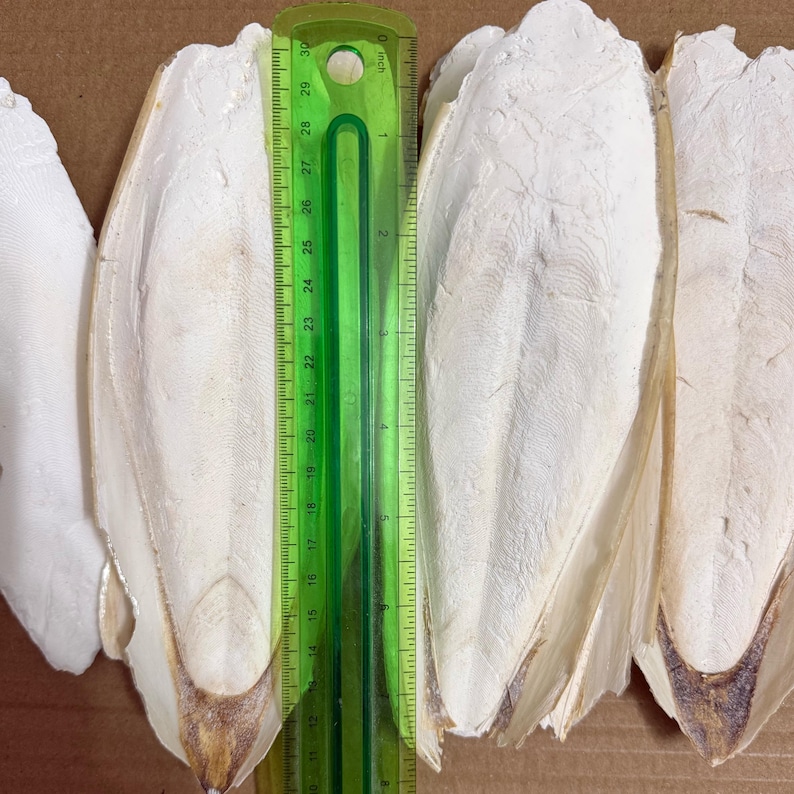 7" ++ Natural Cuttlebone Cuttlefish Bone Bird, Reptile, Isopod Food ...