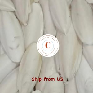 3.5 4 Mini Cuttlebone Cuttlefish Bone Cuttle Fish Bird Reptile Food ...