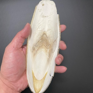 Large Natural Cuttlebone Cuttlefish Bone Bird, Reptile, Turtle Food ...