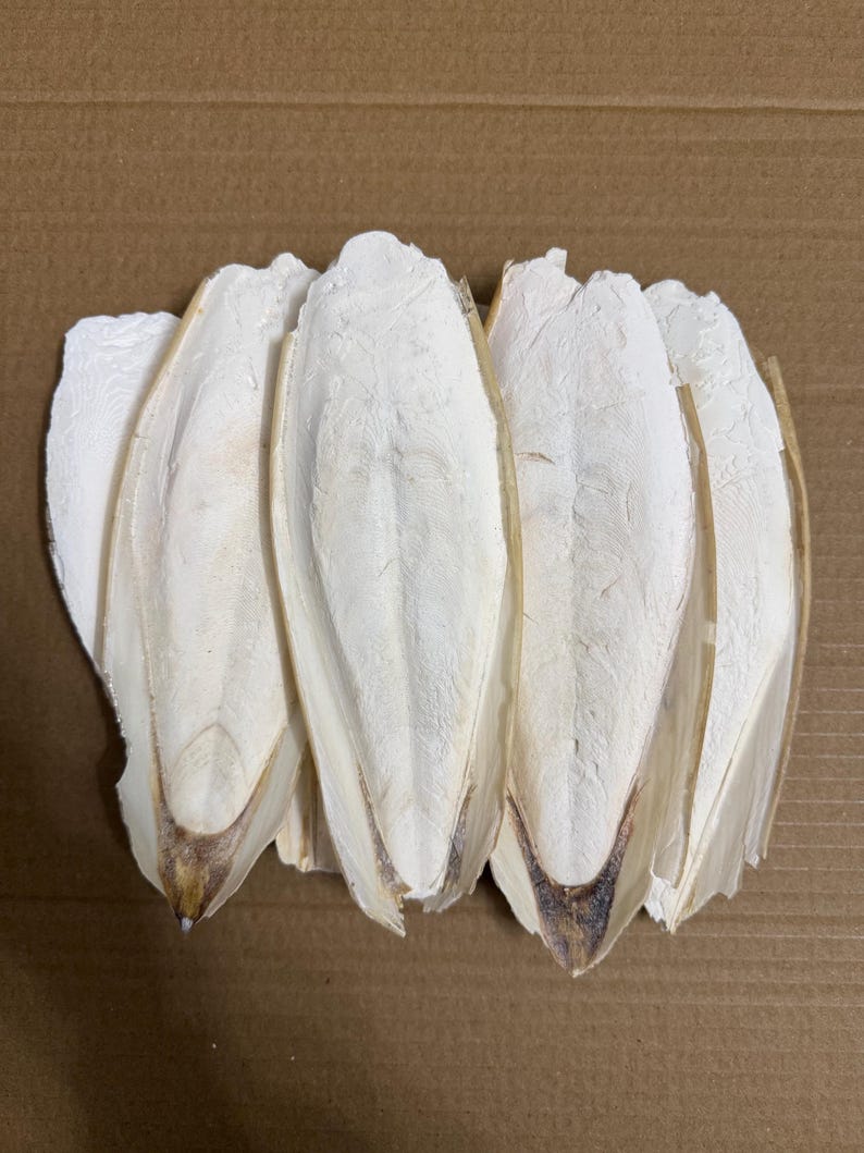 7" ++ Natural Cuttlebone Cuttlefish Bone Bird, Reptile, Isopod Food ...