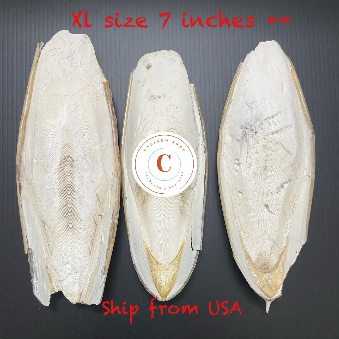 8oz / 1 Lb Large Natural Cuttlebone Cuttlefish Bone Bird, Reptile ...