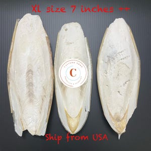 Large Natural Cuttlebone Cuttlefish Bone Bird, Reptile, Turtle Food ...