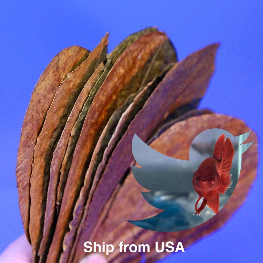 Large Natural Indian Almond Leaves: Catappa for Betta, Shrimp, Reptile ...